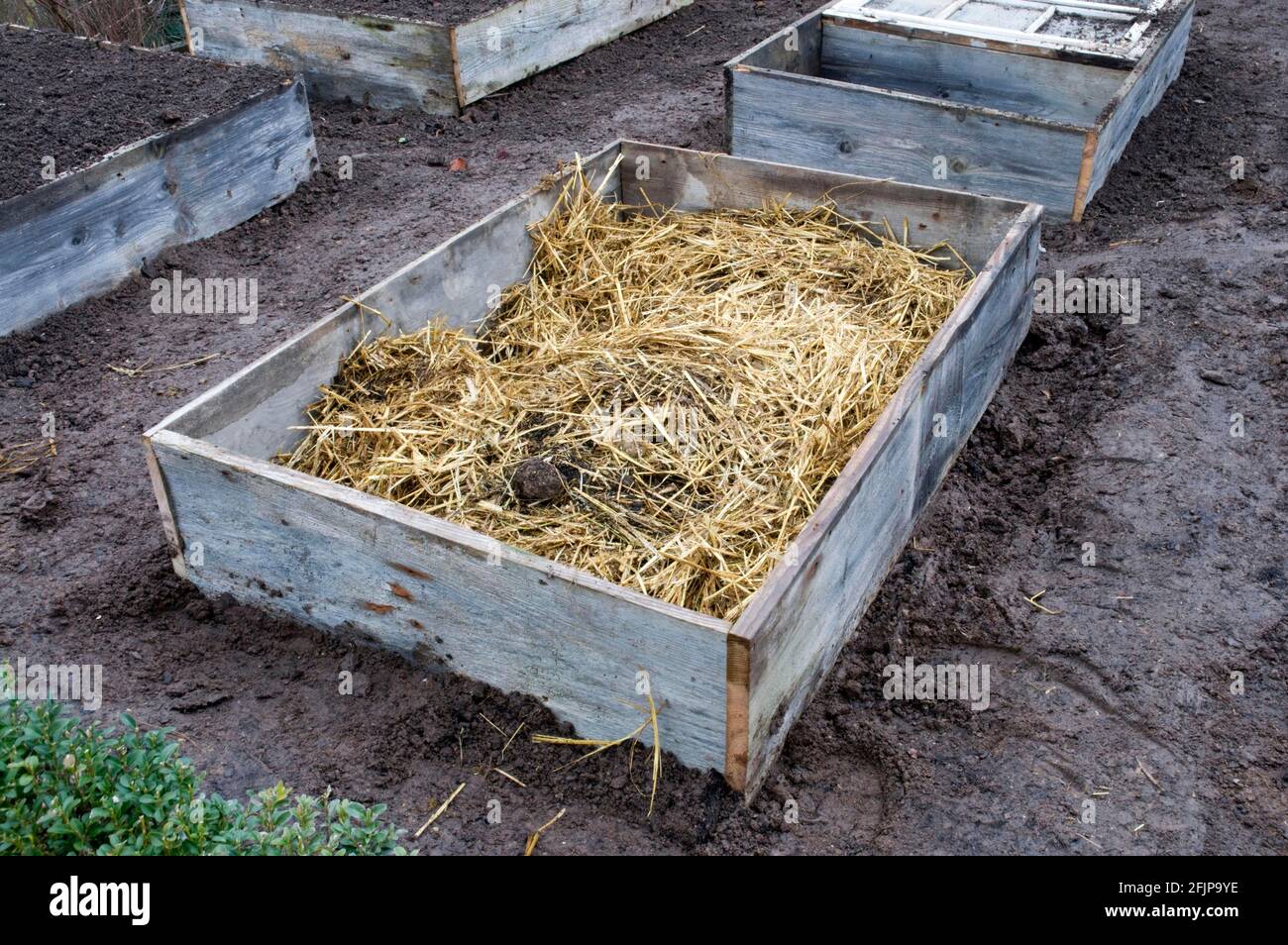 Cold frame, manure bed, straw and manure Stock Photo - Alamy