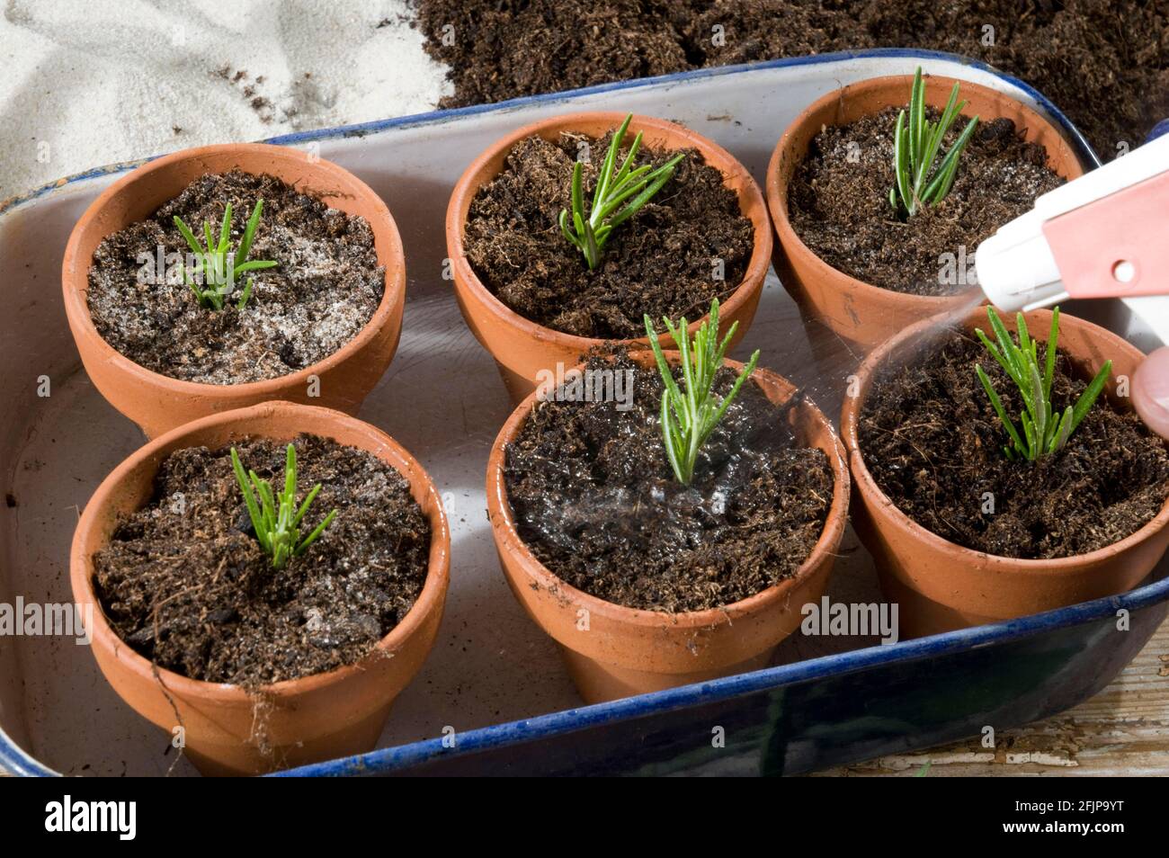 Rosemary (Rosmarinus officinalis), cuttings, sprinkle with water ...