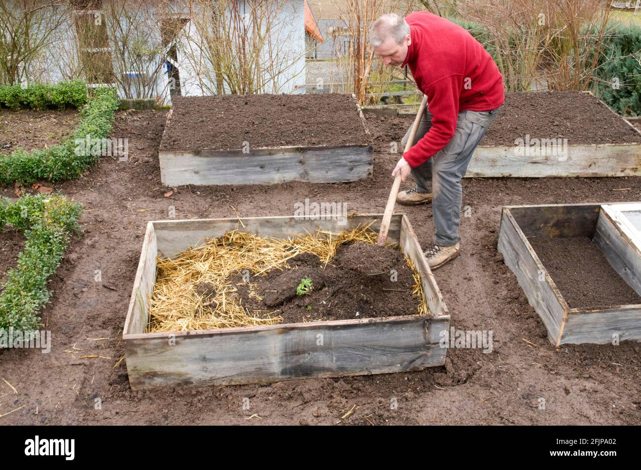 Cold frame, manure bed, straw, manure and soil is filled in Stock Photo ...