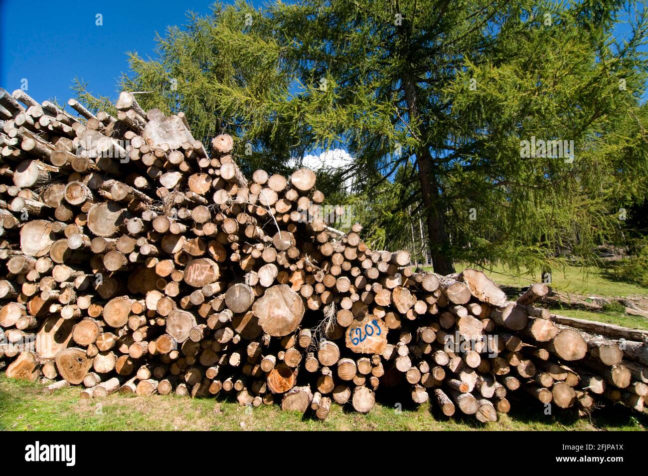 European larch (Larix decidua), stacked tree trunks, stack, tree trunk ...