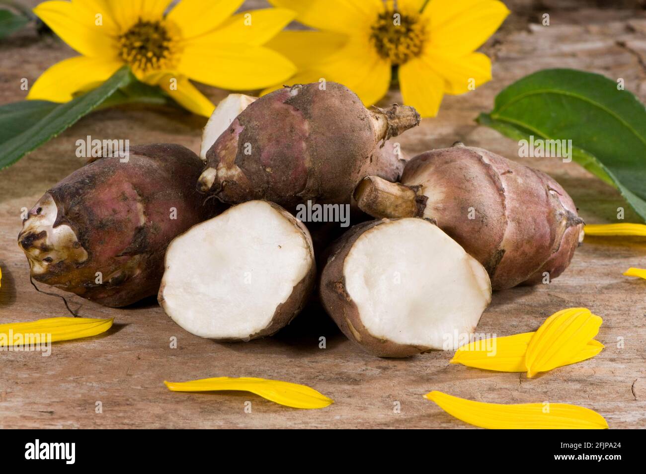 Jerusalem artichoke (Helianthus tuberosus), roots, earth pear, earth ...
