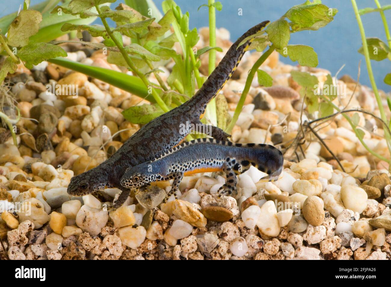 Alpine newts (Triturus alpestris), pair Stock Photo - Alamy