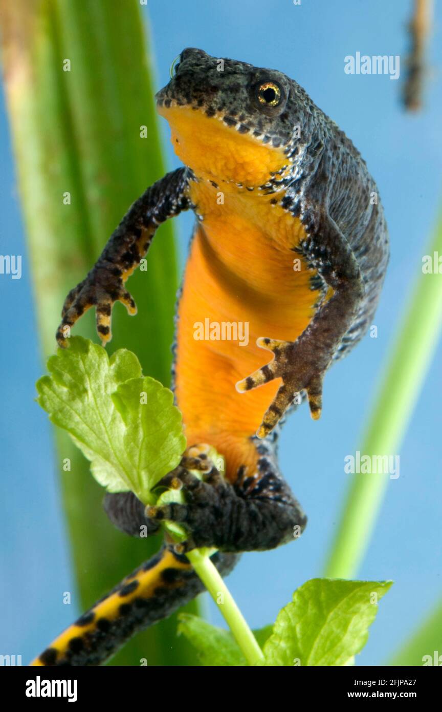 Alpine newt (Triturus alpestris), female Stock Photo - Alamy