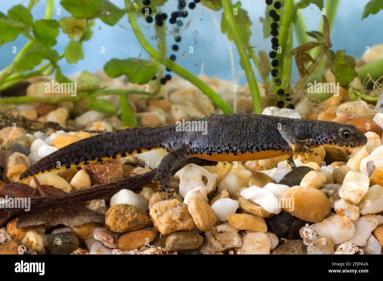 Alpine newt (Triturus alpestris), female Stock Photo - Alamy