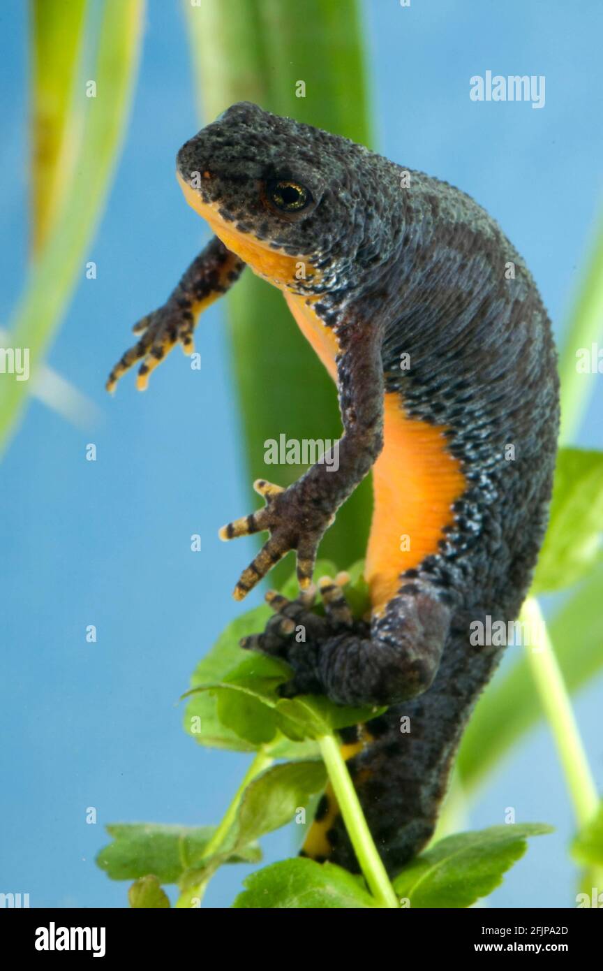 Alpine newt (Triturus alpestris), female Stock Photo - Alamy