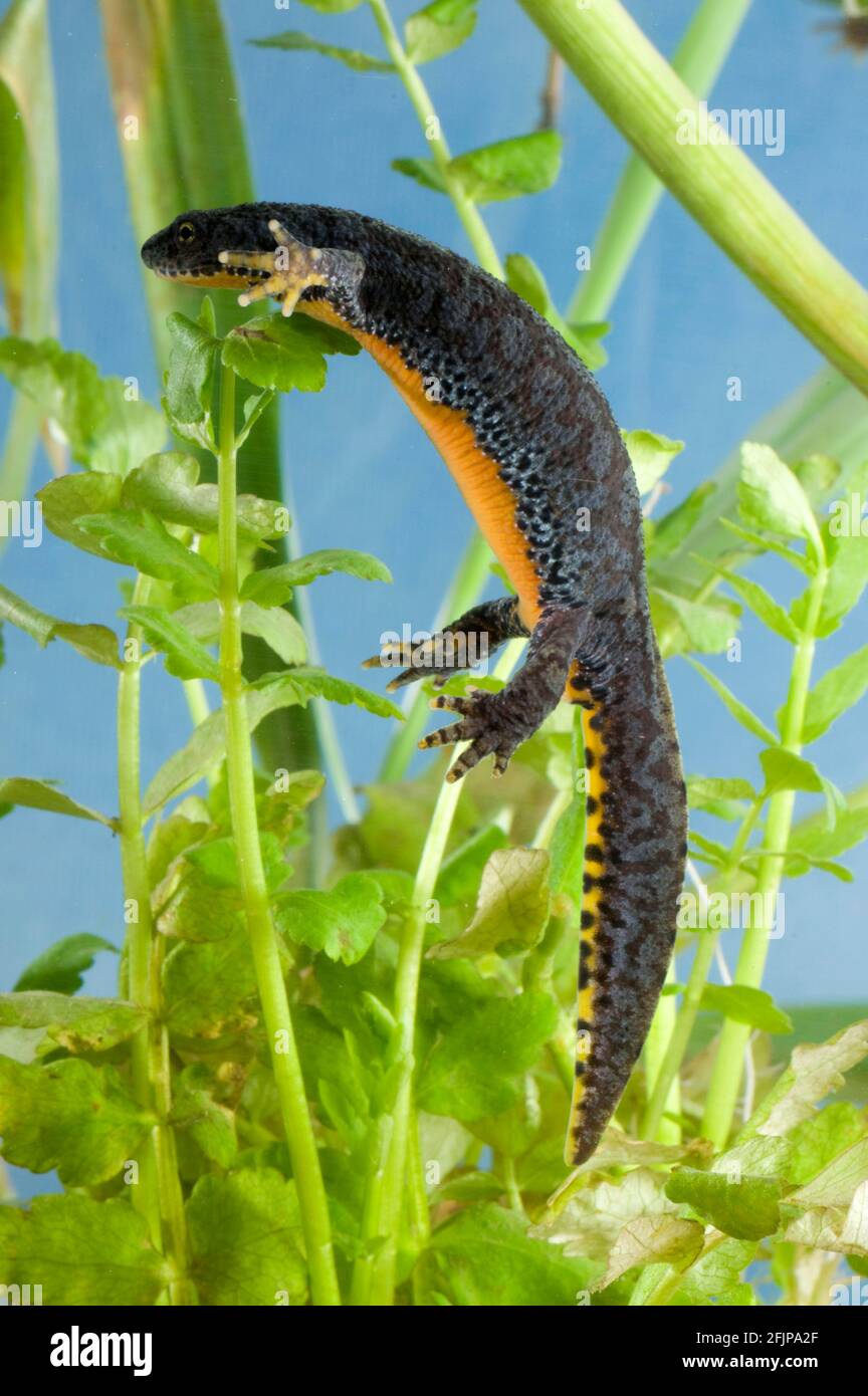 Alpine newt (Triturus alpestris), female Stock Photo - Alamy