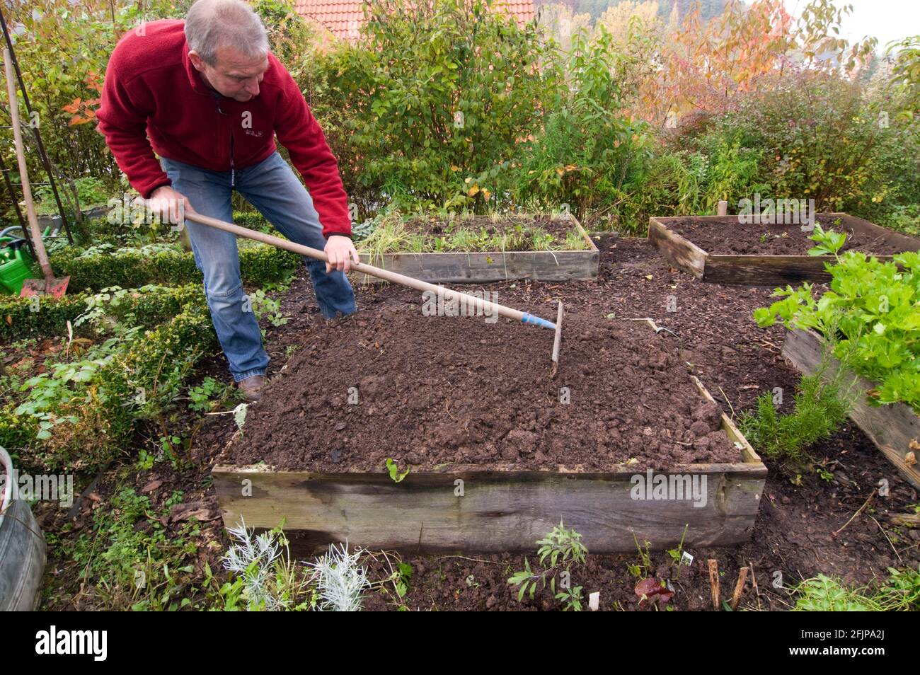 Man prepares raised bed, rake Stock Photo - Alamy