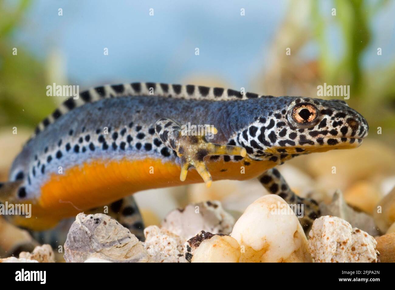 Alpine newt (Triturus alpestris), male Stock Photo - Alamy