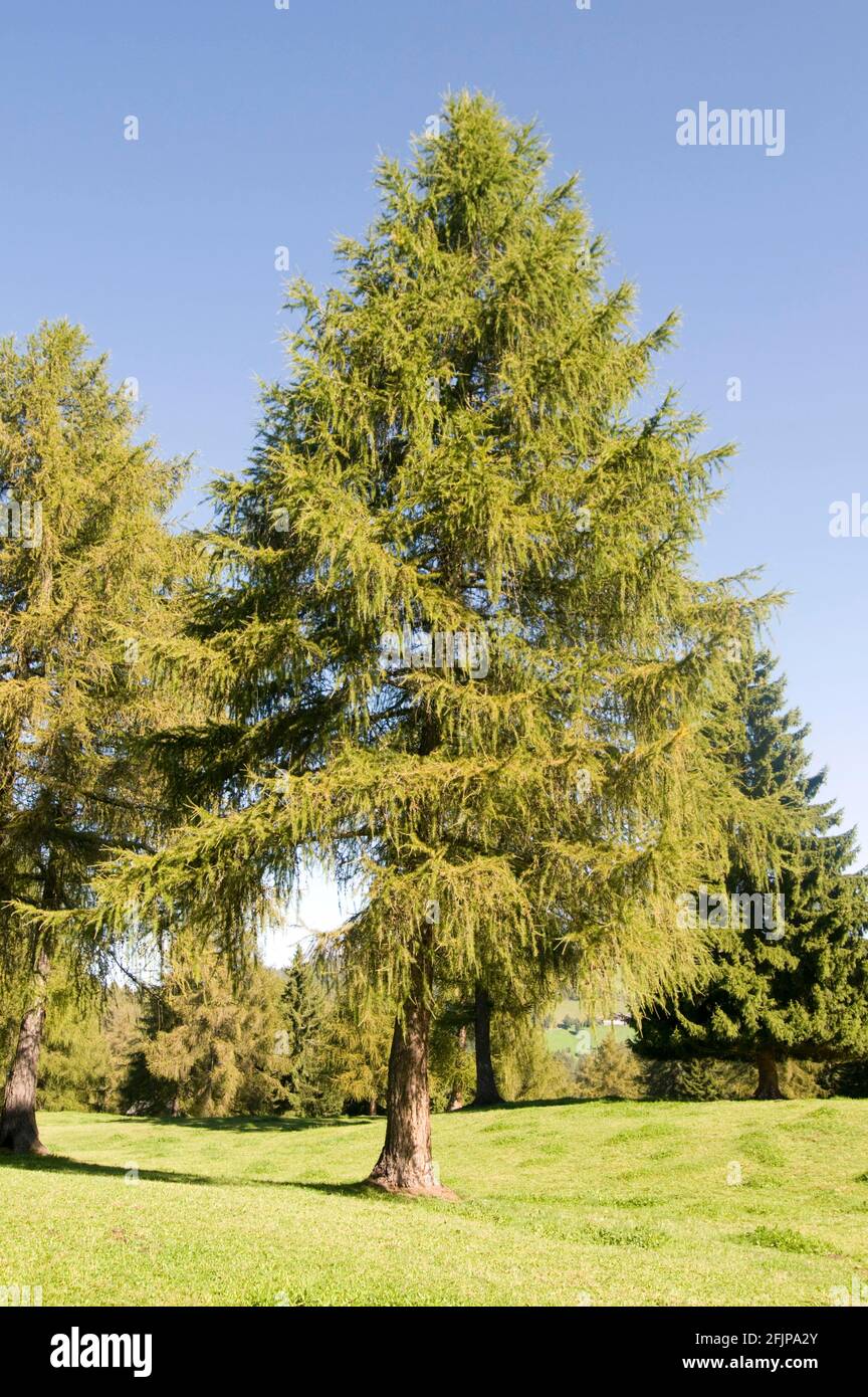 European larch (Larix decidua Stock Photo - Alamy
