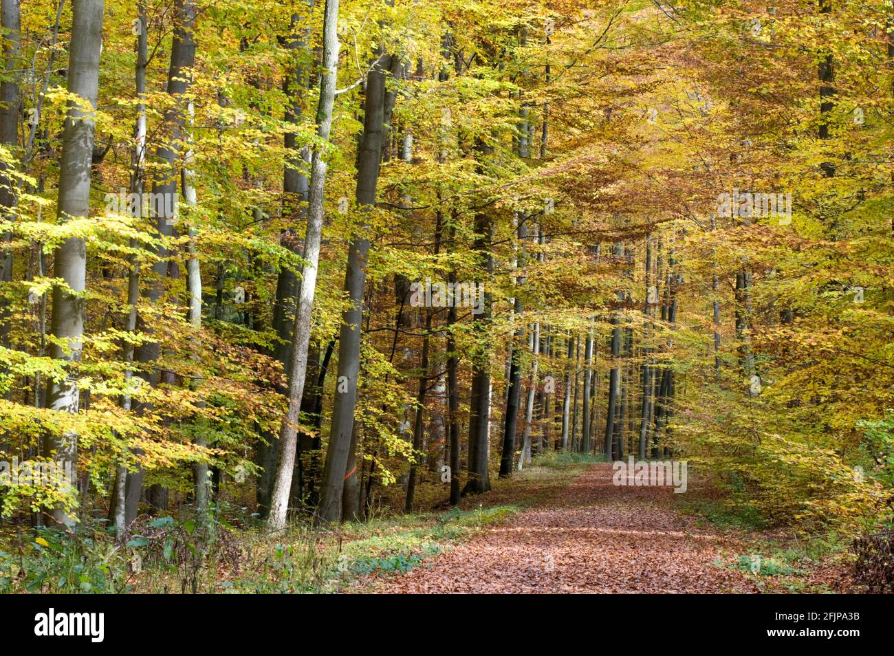 Beech forest (Fagus sylvatica), beech, autumn forest Stock Photo - Alamy