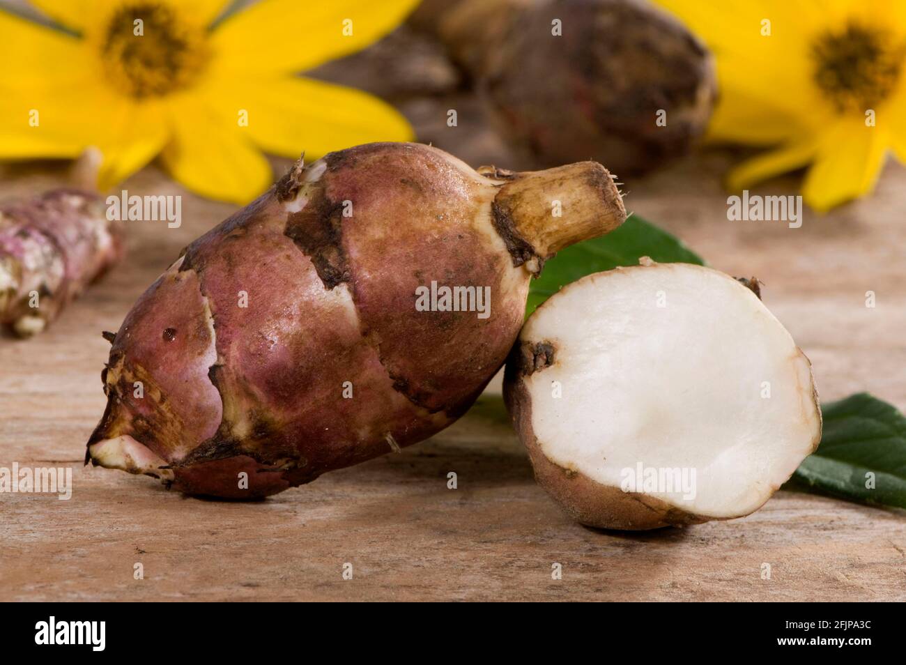 Jerusalem artichoke (Helianthus tuberosus), roots, earth pear, earth ...