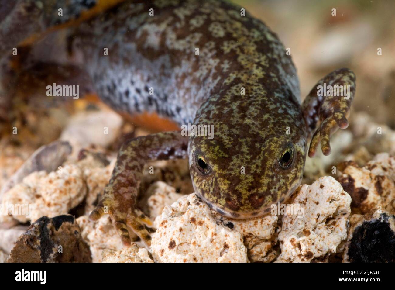 Alpine Newt Female High Resolution Stock Photography and Images - Alamy