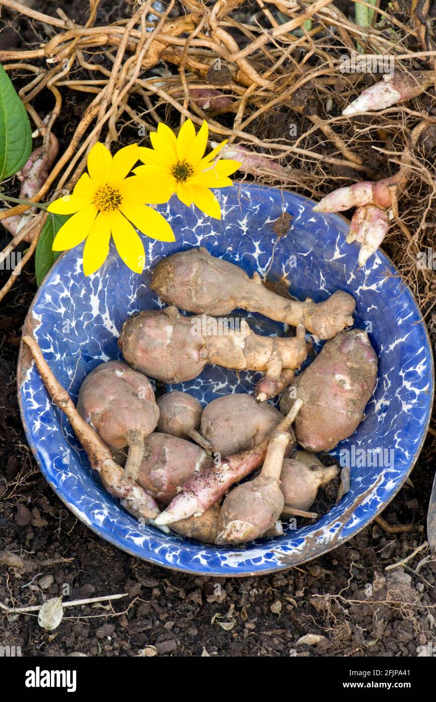 Jerusalem artichoke (Helianthus tuberosus), roots, earth pear, earth ...