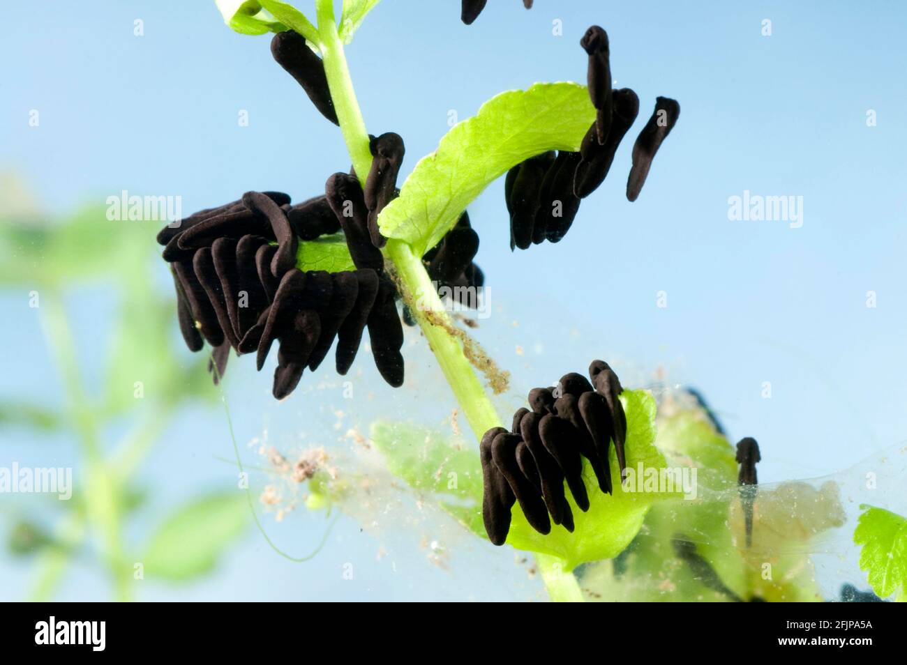 Common toad (Bufo bufo), tadpole, tadpole Stock Photo - Alamy