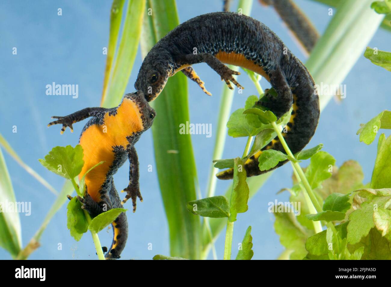 Newts of the world hi-res stock photography and images - Alamy