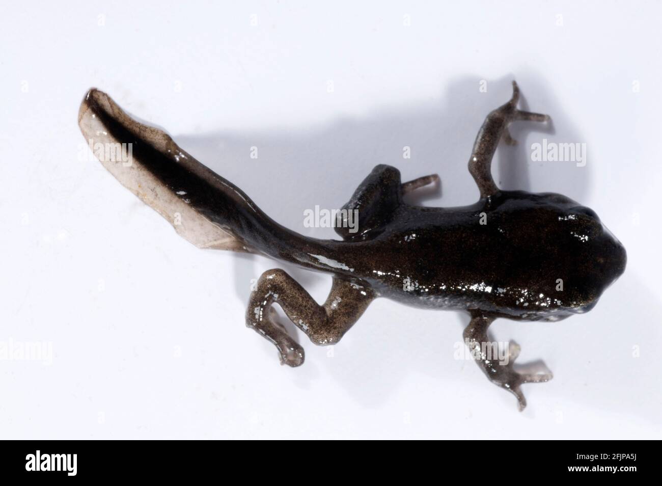 Common toad (Bufo bufo), tadpole, tadpoles Stock Photo - Alamy