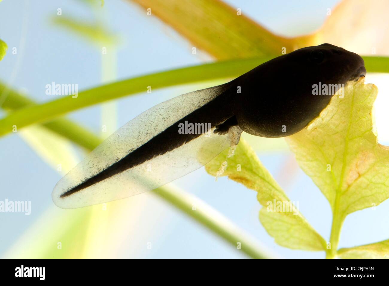 Bufo bufo tadpole hi-res stock photography and images - Alamy
