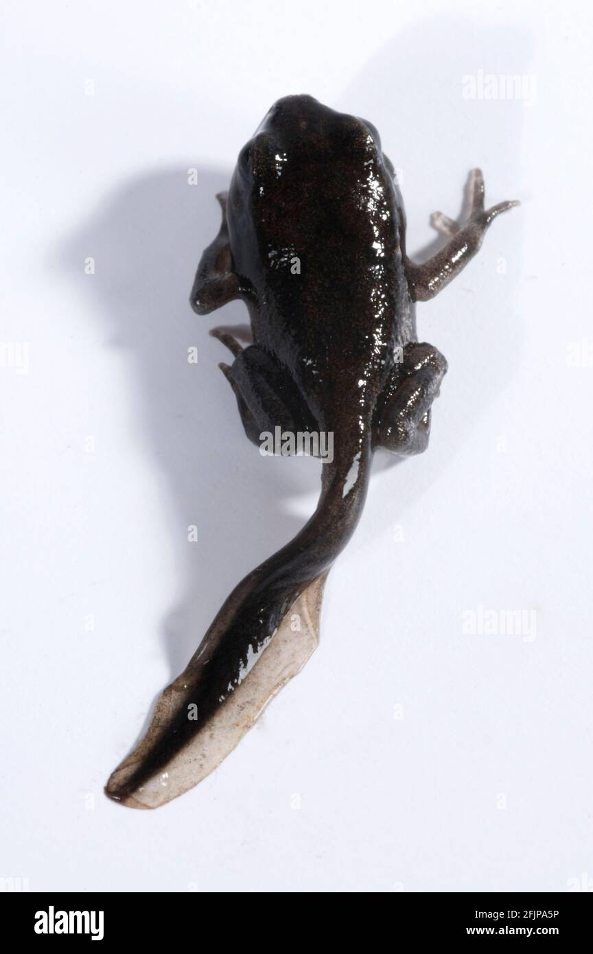 Common toad (Bufo bufo), tadpole, tadpoles Stock Photo - Alamy