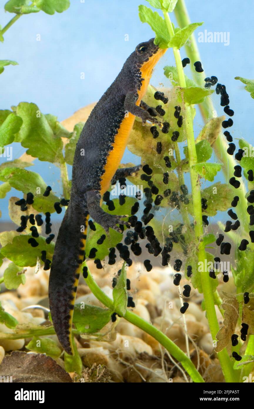 Alpine newt (Triturus alpestris), female Stock Photo - Alamy