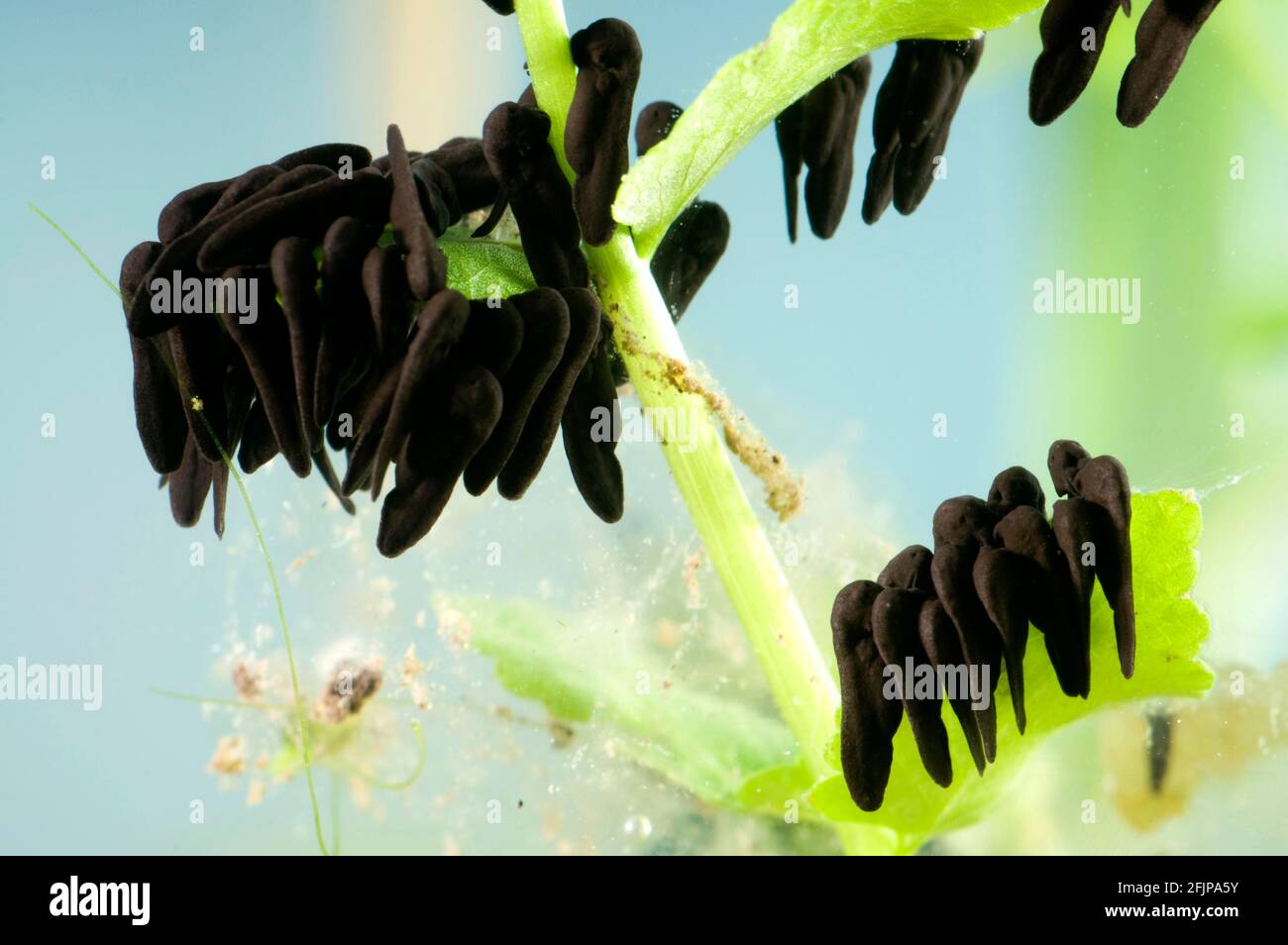 Common toad (Bufo bufo), tadpole, tadpole Stock Photo - Alamy