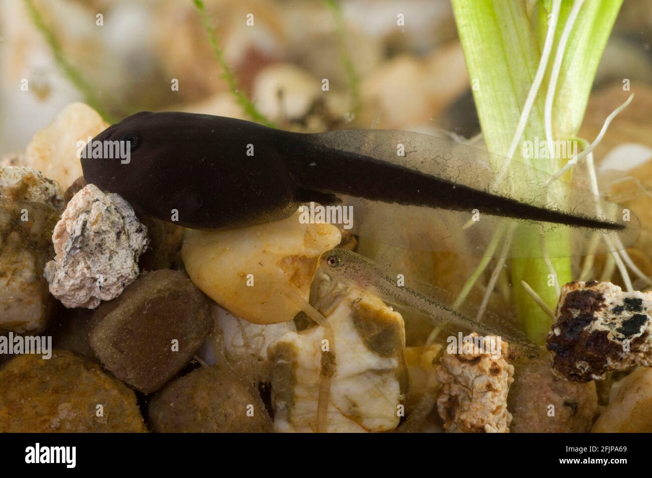 Common toad (Bufo bufo), tadpole, tadpoles Stock Photo - Alamy