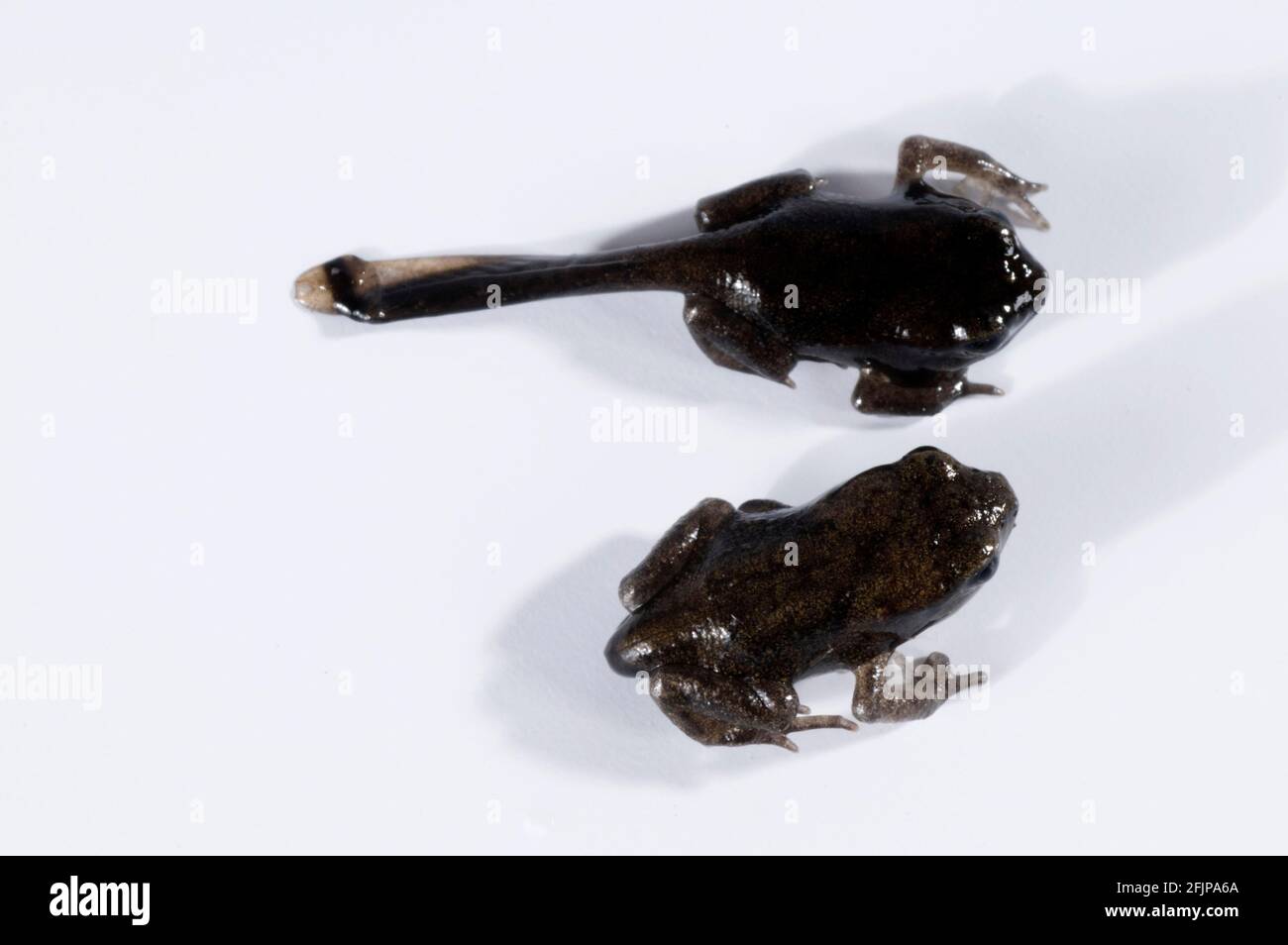 Common toad (Bufo bufo), tadpole and juvenile without tail, tadpoles ...