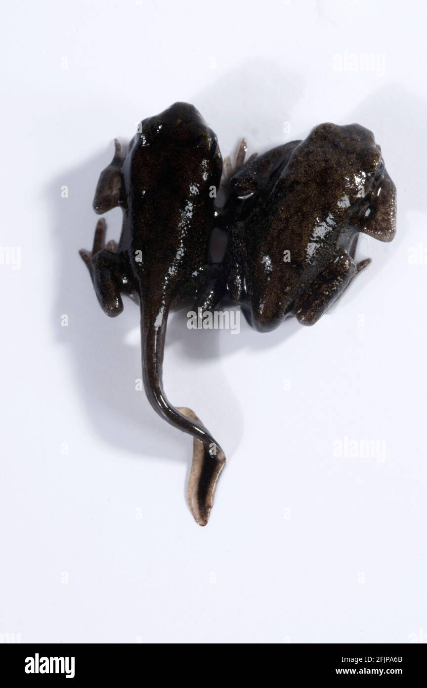 Common toad (Bufo bufo), tadpole and juvenile without tail, tadpoles ...