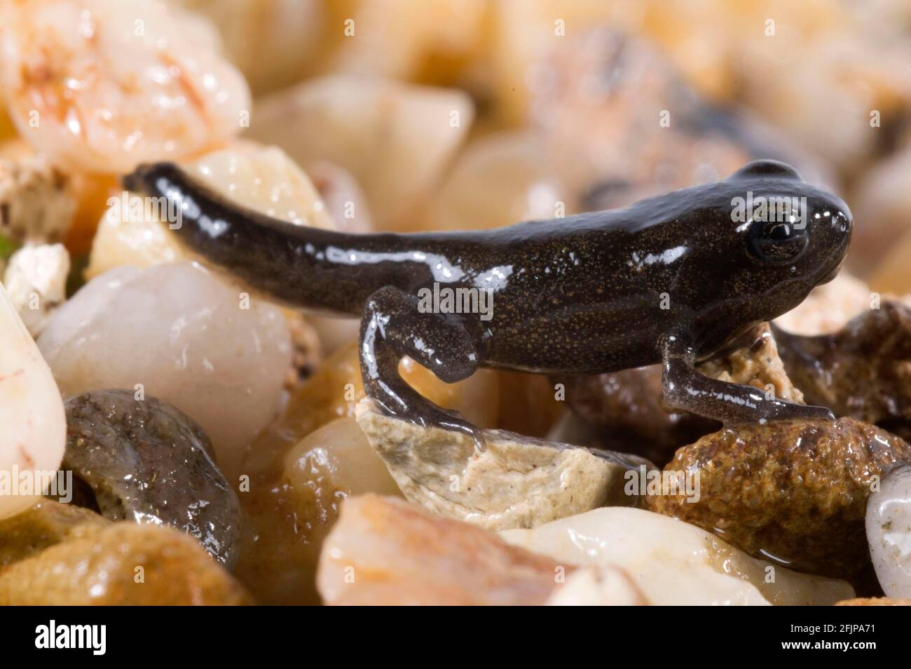 Common toad (Bufo bufo), juvenile with tail Stock Photo - Alamy