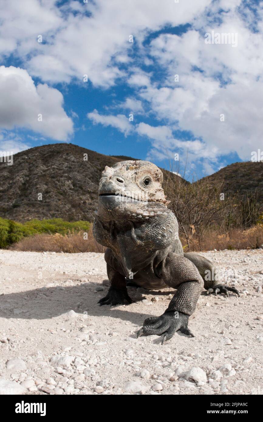 Corned Iguana, Isla Cabritos National Park, Lago Enriquillo, Dominican ...