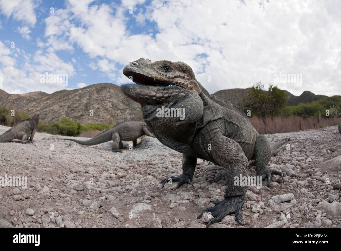 Lago enriquillo hi-res stock photography and images - Alamy