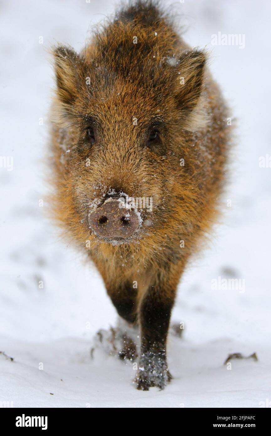 Wild Boar (Sus scrofa Stock Photo - Alamy