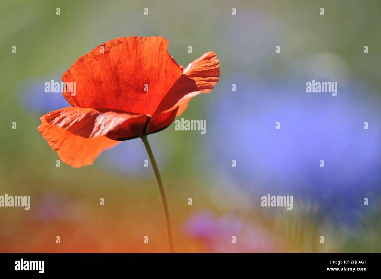 Corn, - Field, - Flanders or Red Poppy (Papaver rhoeas Stock Photo - Alamy