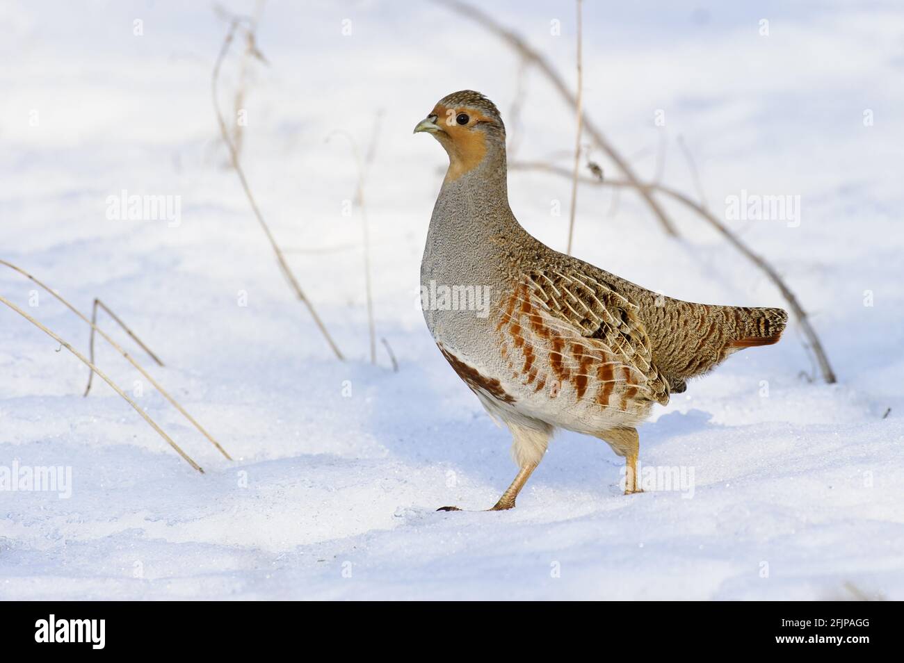 Gray partridge (Perdix perdix) male, Lower Saxony, Germany Stock Photo ...