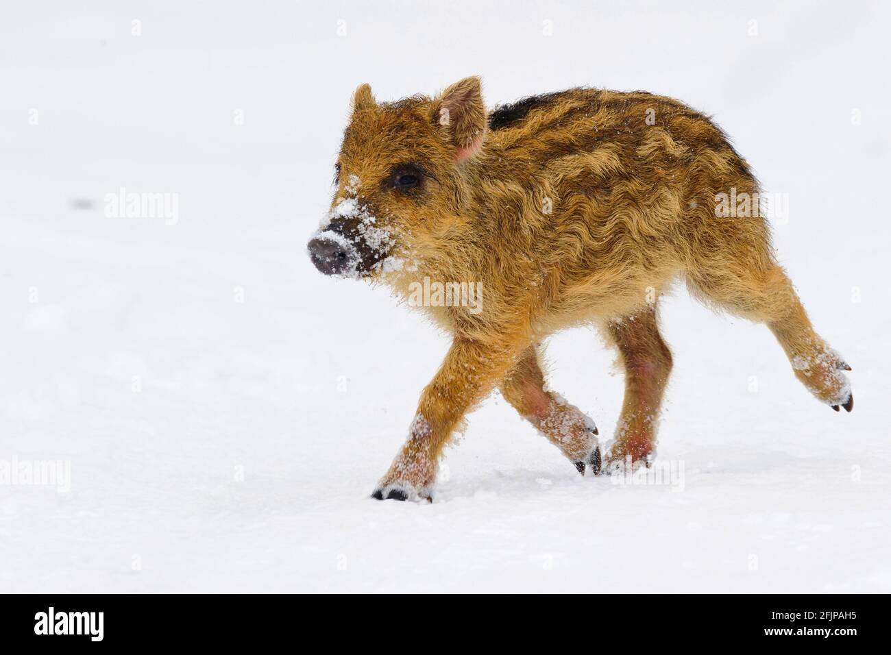 Wild Boar (Sus scrofa), shoat Stock Photo - Alamy