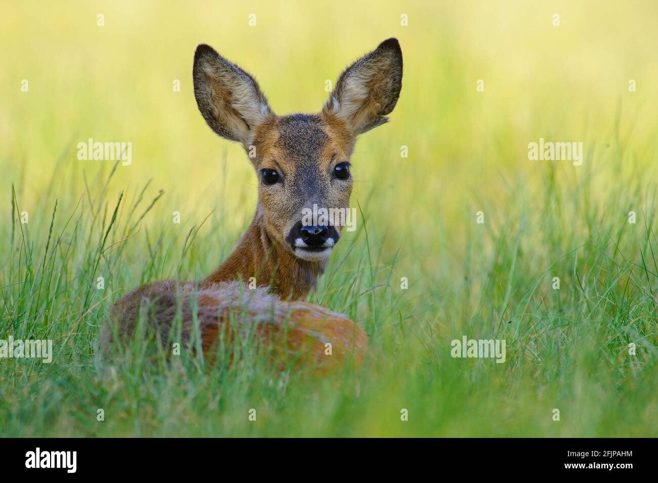 European roe deer (Capreolus capreolus) doe Stock Photo - Alamy