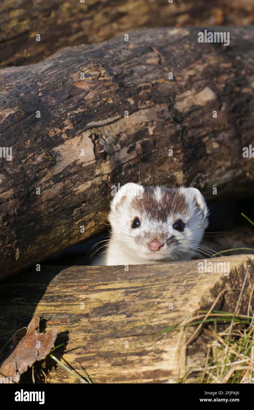 Big weasel hi-res stock photography and images - Alamy