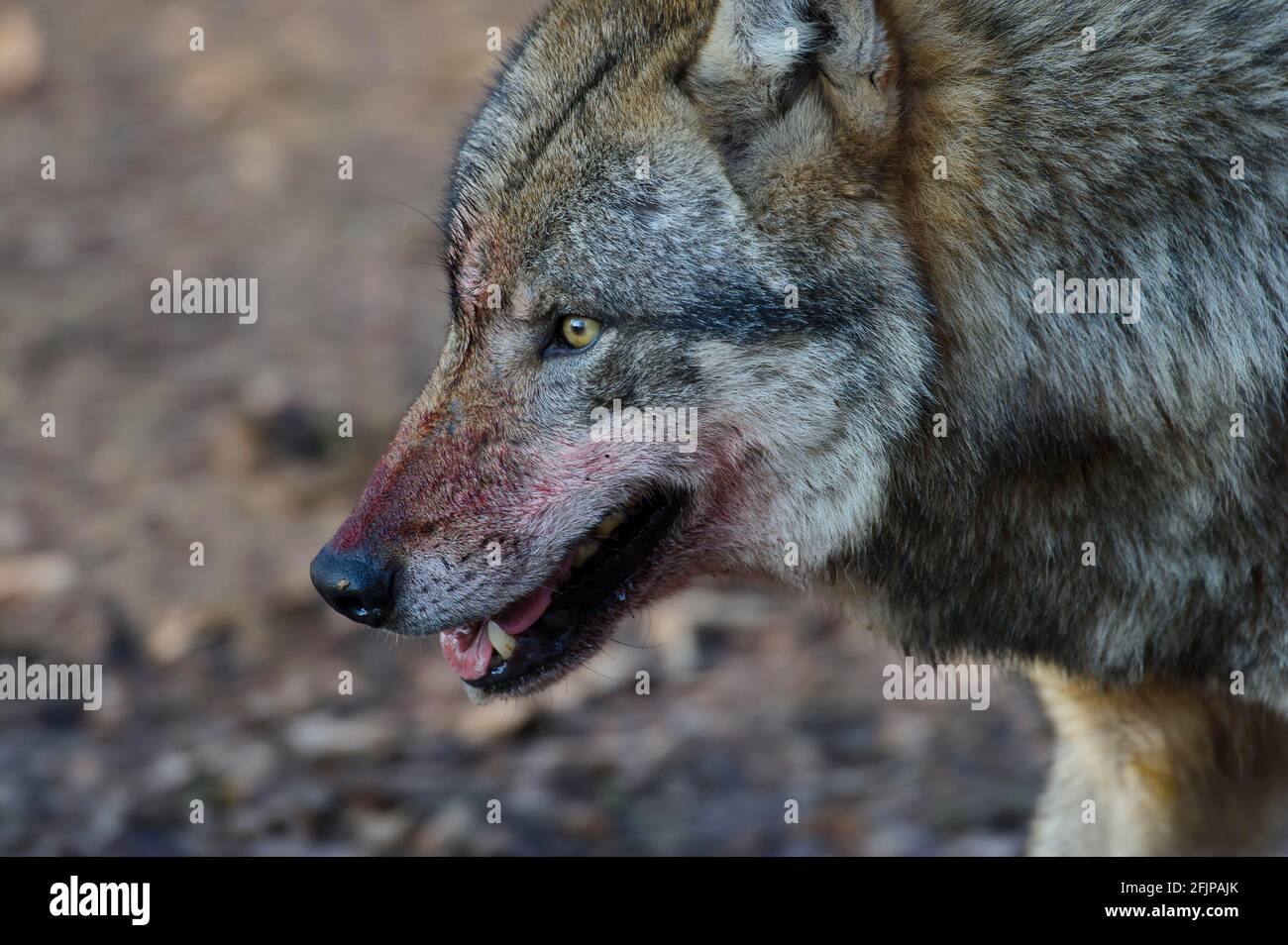 Gray wolf (Canis lupus) Bloody, bloody, bloody Stock Photo - Alamy