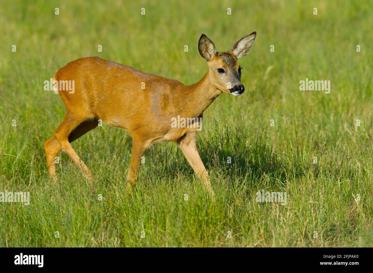 European roe deer (Capreolus capreolus) doe Stock Photo - Alamy