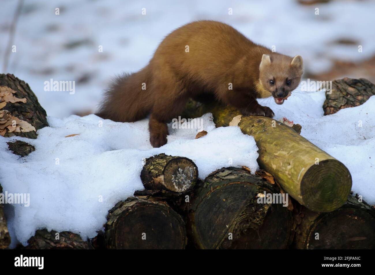 Marten face hi-res stock photography and images - Alamy