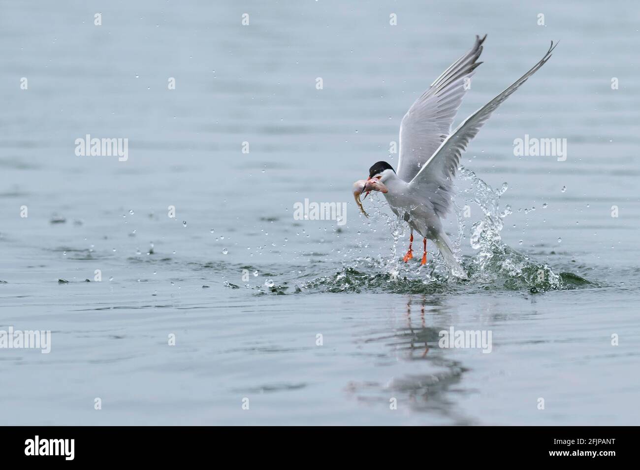 River tern with captured fish (Sterna hirundo Stock Photo - Alamy