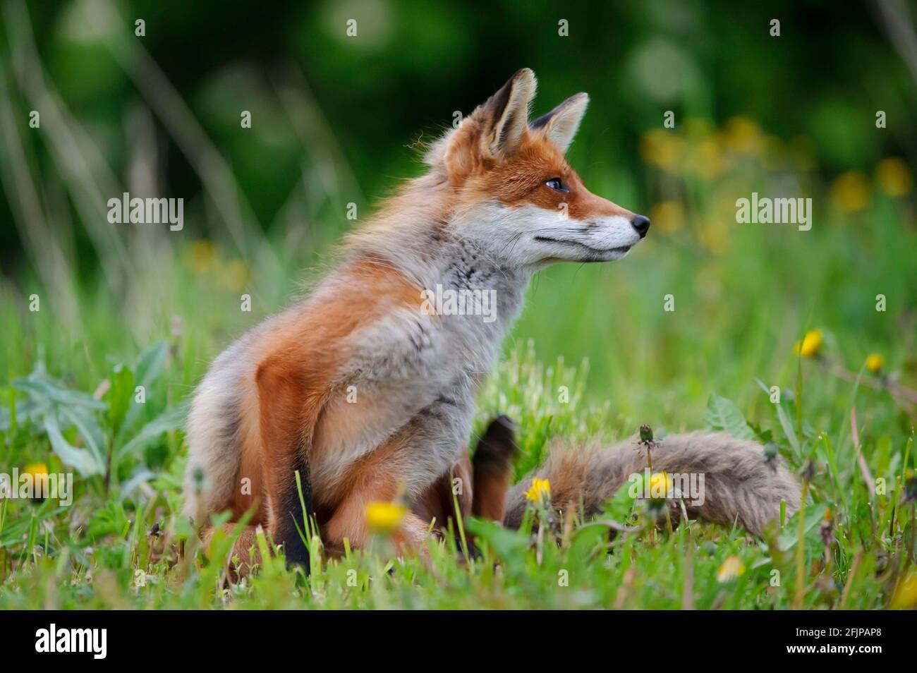 Norway red fox hi-res stock photography and images - Alamy