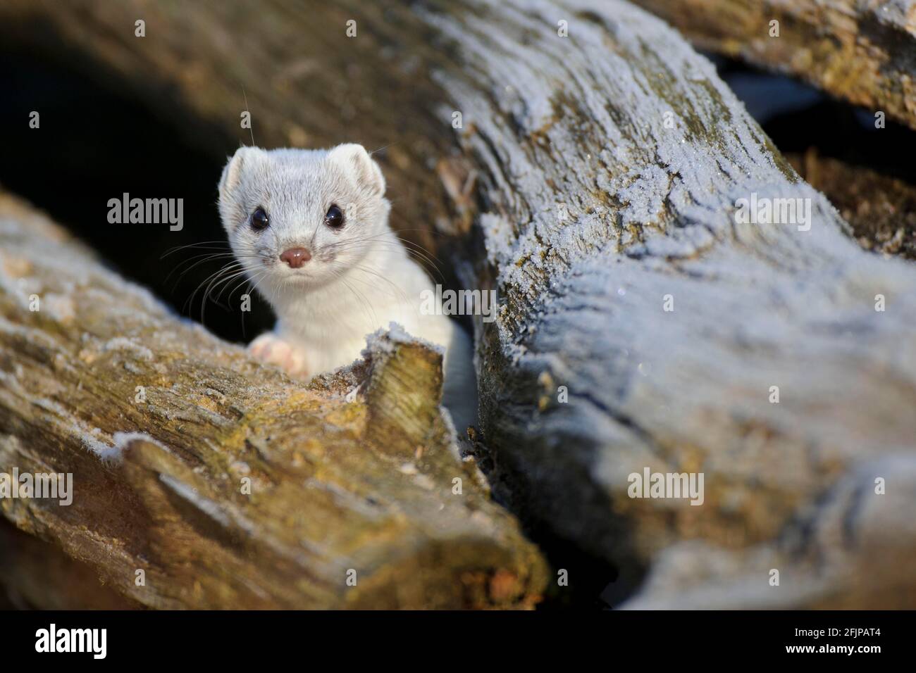Stoat face hi-res stock photography and images - Alamy