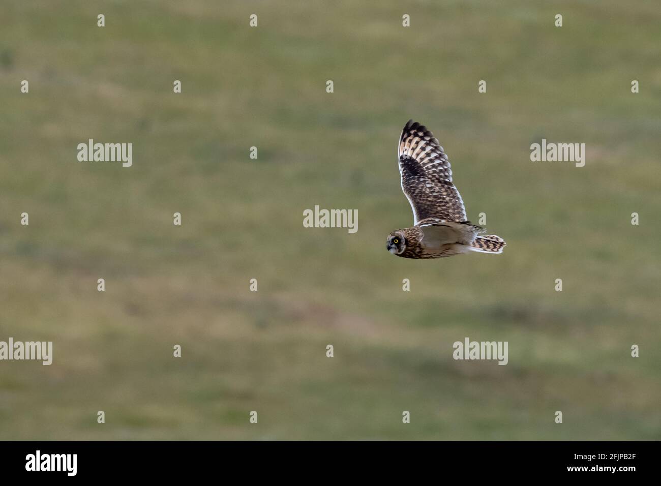 Owl Flies Across Field with Copy Space to left Stock Photo - Alamy