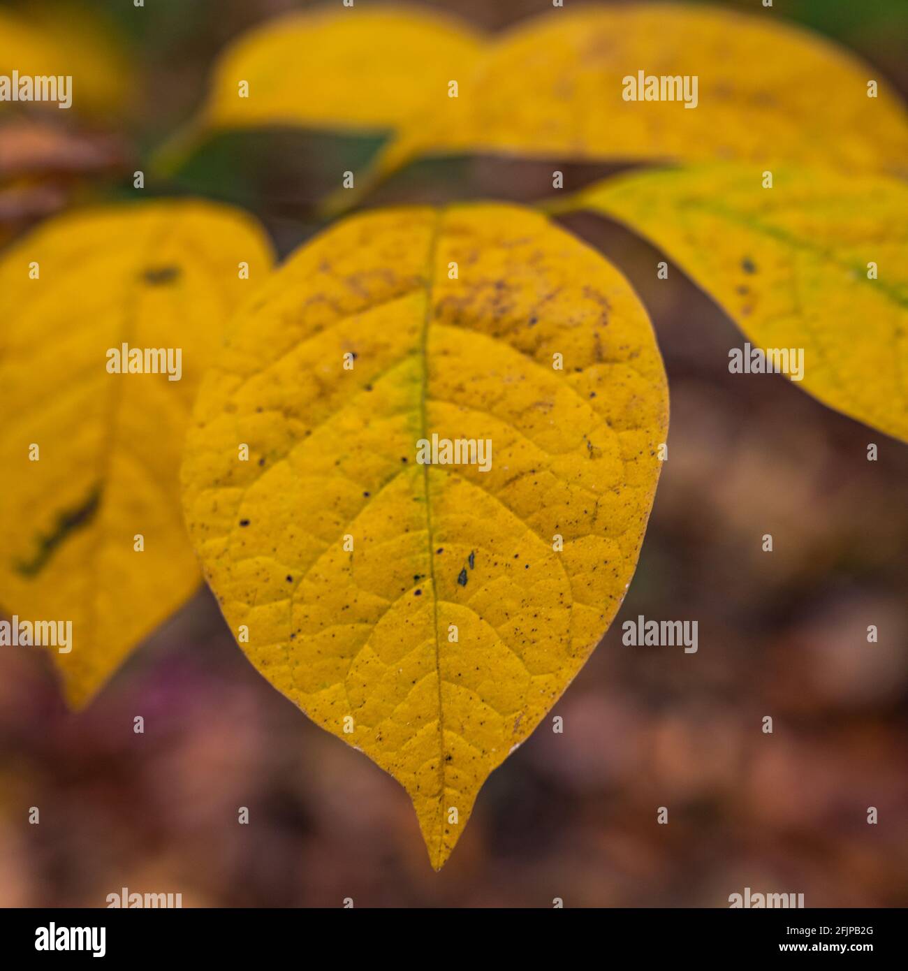 Bodock Tree Leaf