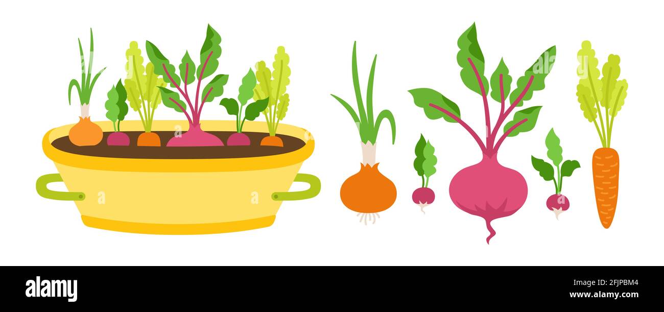 Vegetablesin in pot flat cartoon set. Root vegetable carrots. Beets ...