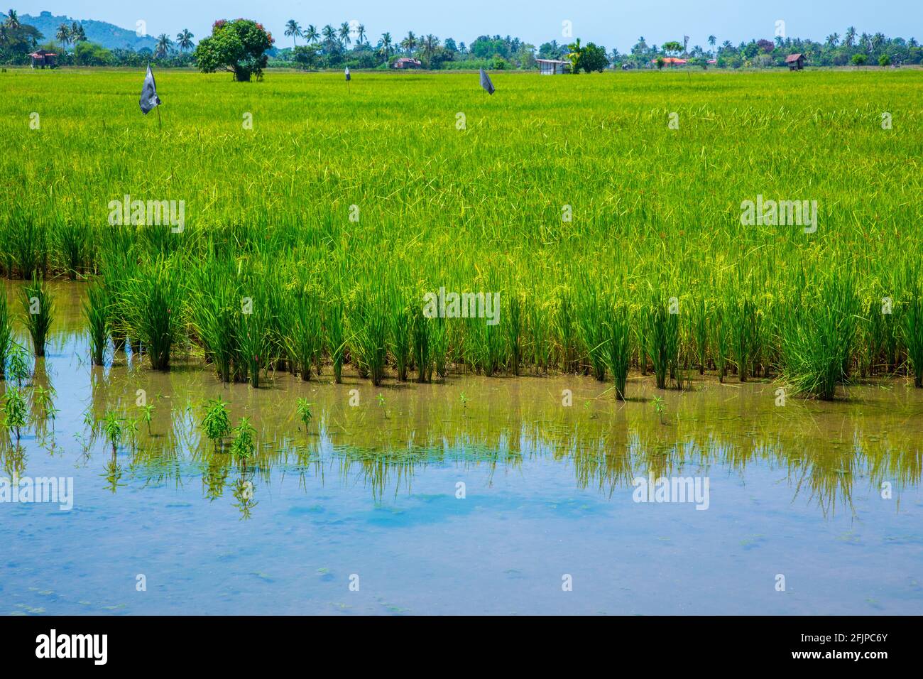 Beautiful Green yellow paddy field during sunrise golden hour at Kota ...