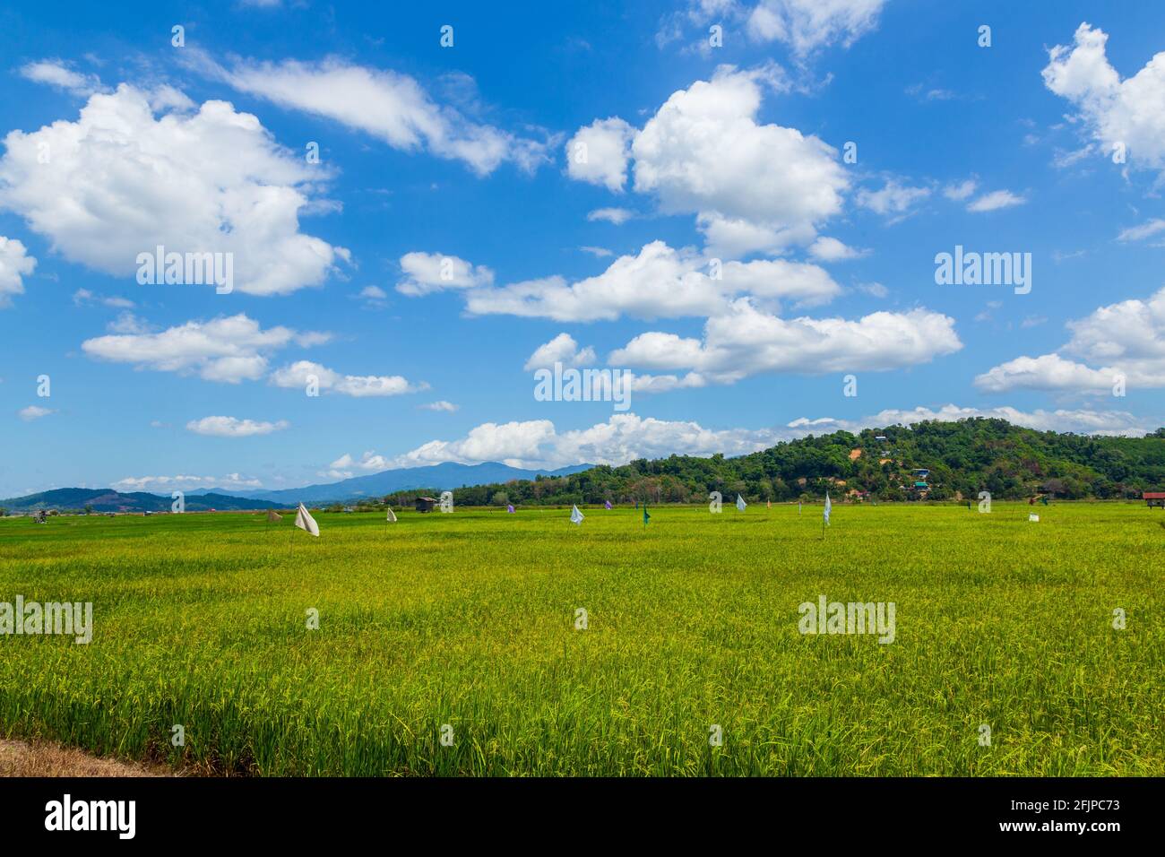 Beautiful Green yellow paddy field during sunrise golden hour at Kota ...
