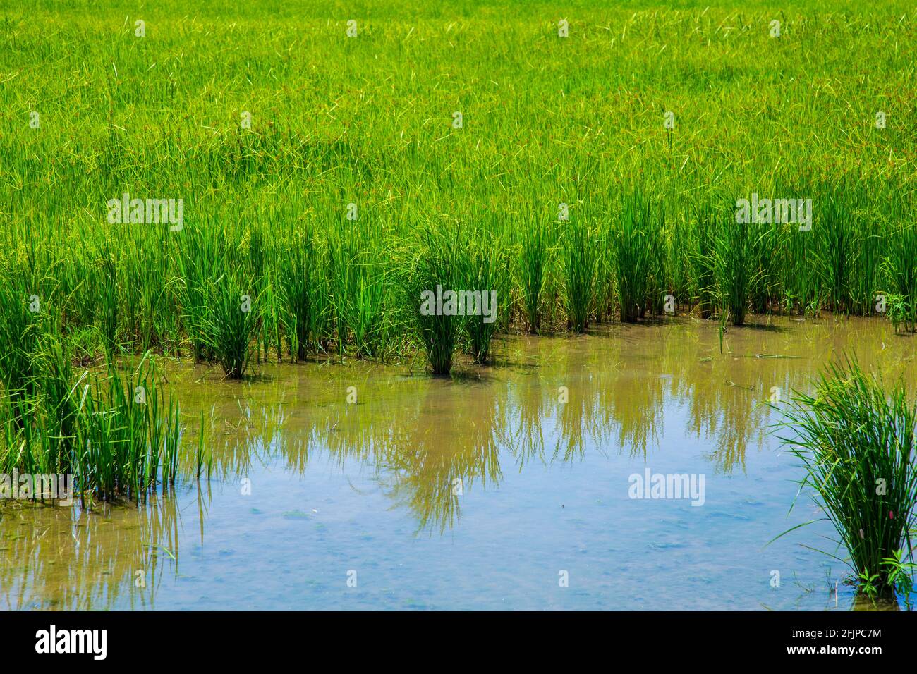 Beautiful Green yellow paddy field during sunrise golden hour at Kota ...