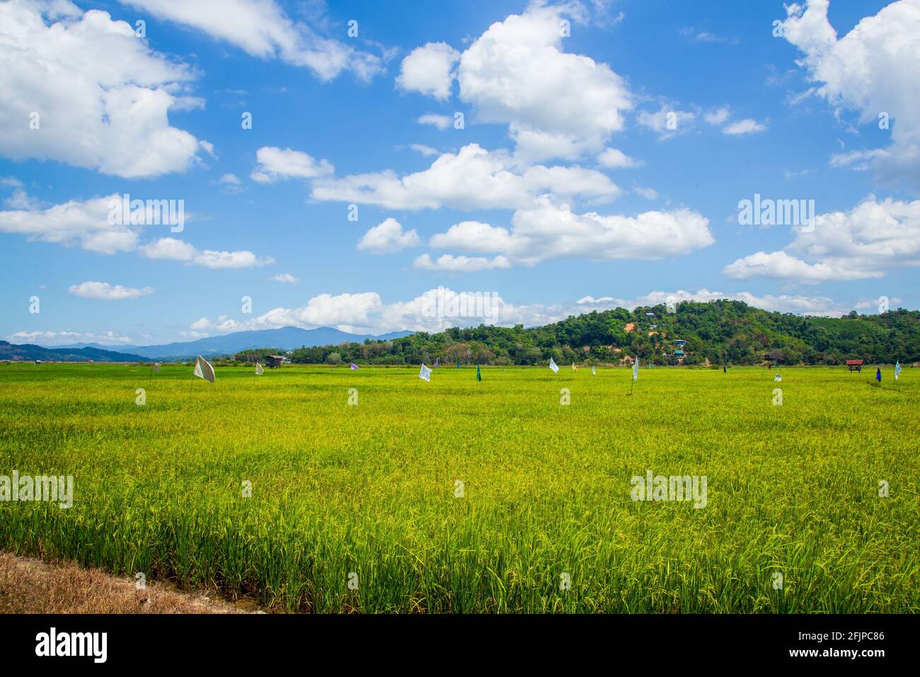 Beautiful Green yellow paddy field during sunrise golden hour at Kota ...