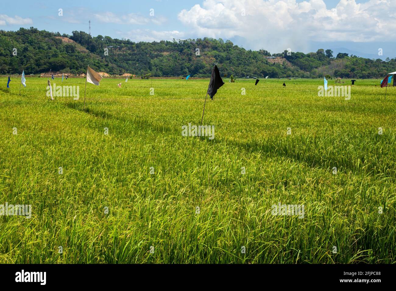 Beautiful Green yellow paddy field during sunrise golden hour at Kota ...